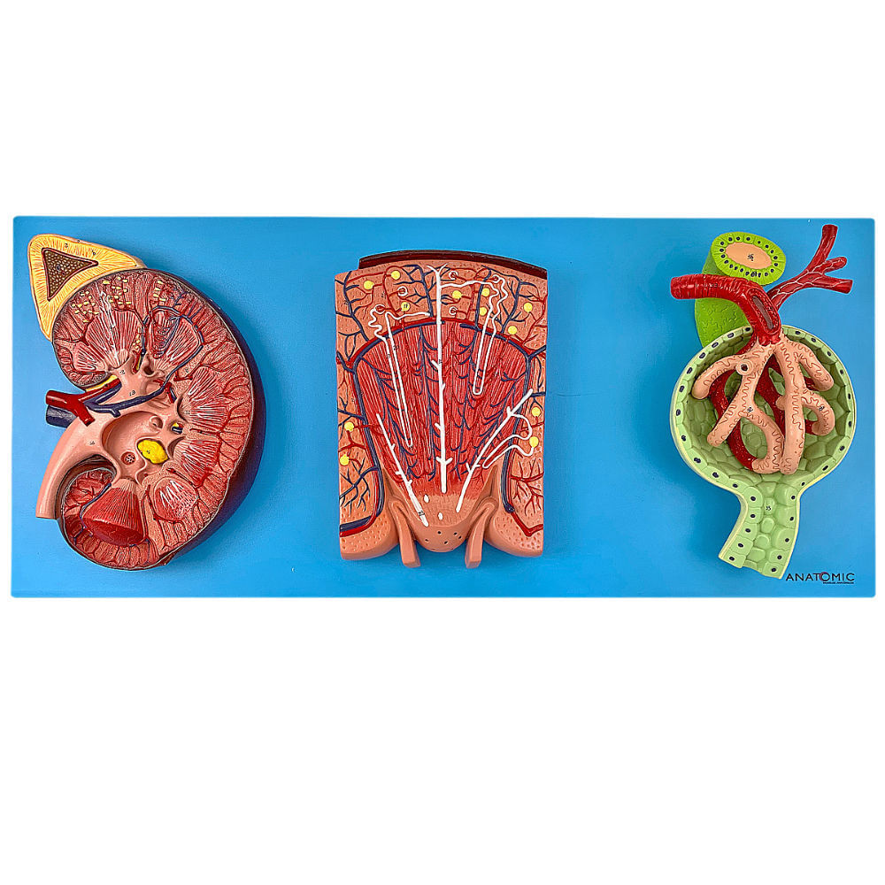 Rim em Corte Sagital Rim Glomérulos e Rim Néfron - CenterMedical