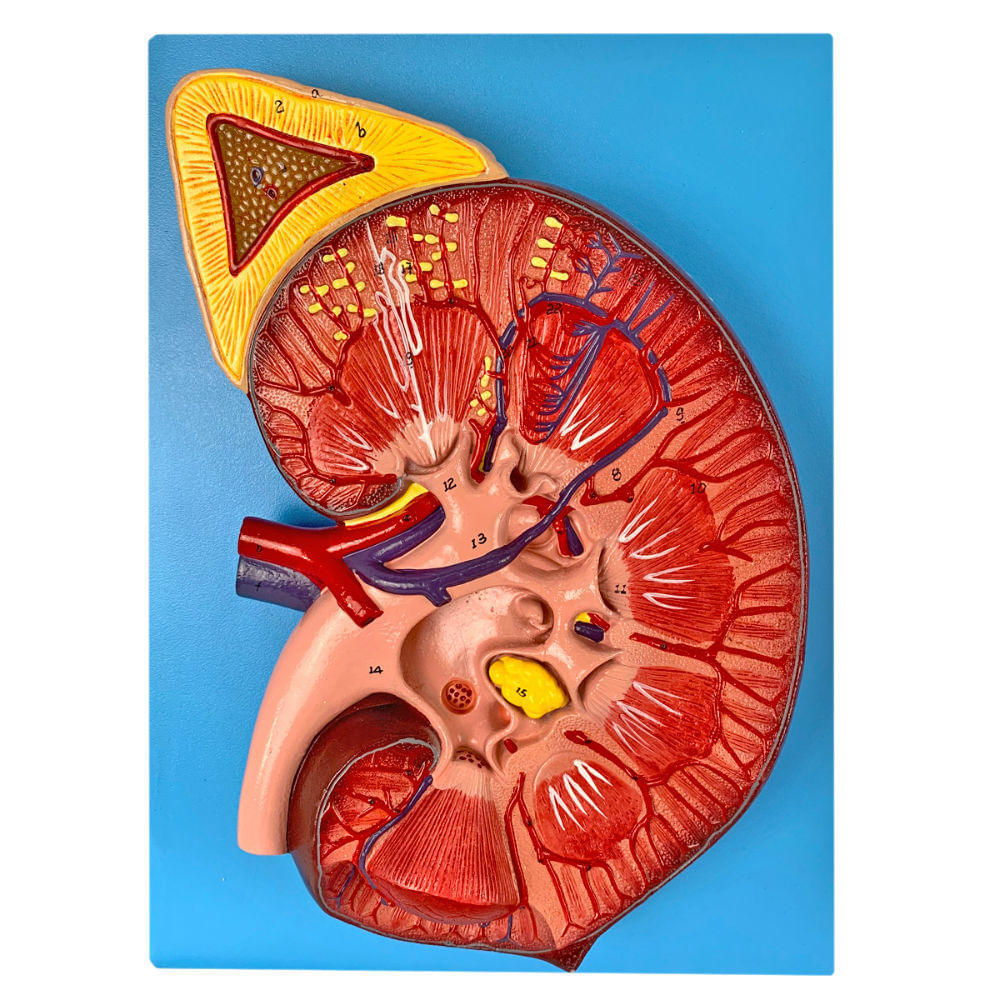 Rim em Corte Sagital Rim Glomérulos e Rim Néfron - CenterMedical