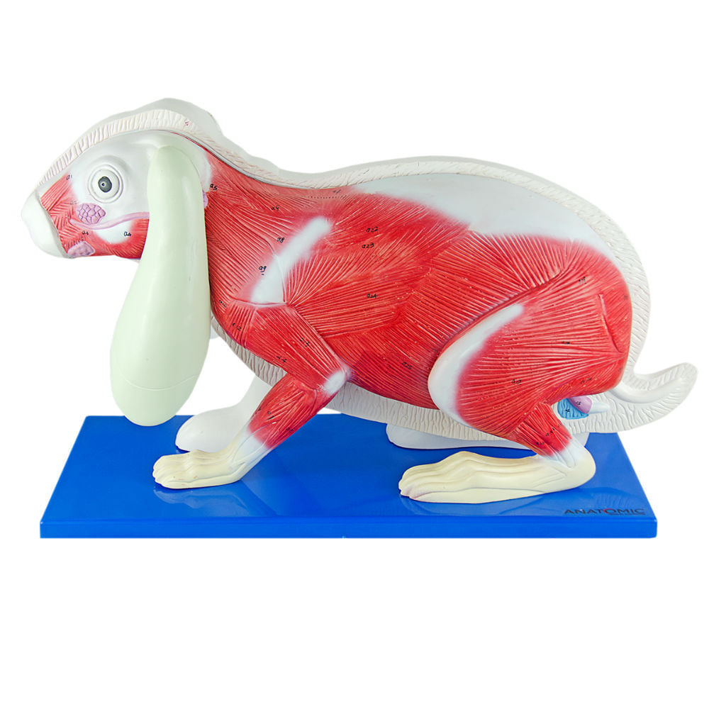 Anatomia do Coelho - CenterMedical