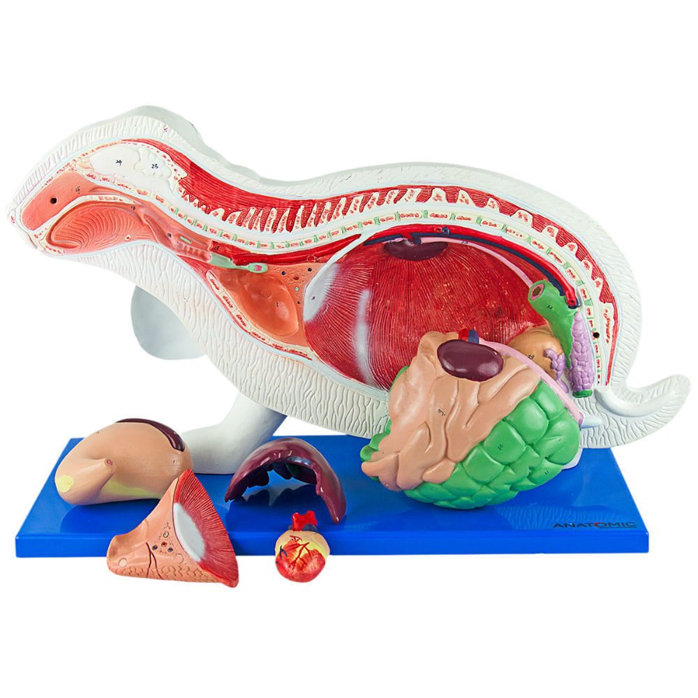 Anatomia do Coelho - CenterMedical