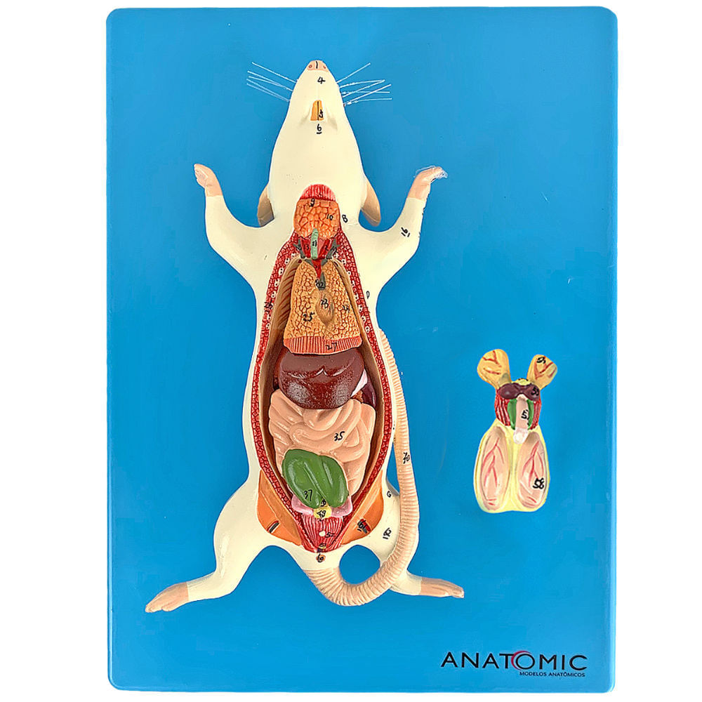 Anatomia do Rato em Placa - CenterMedical
